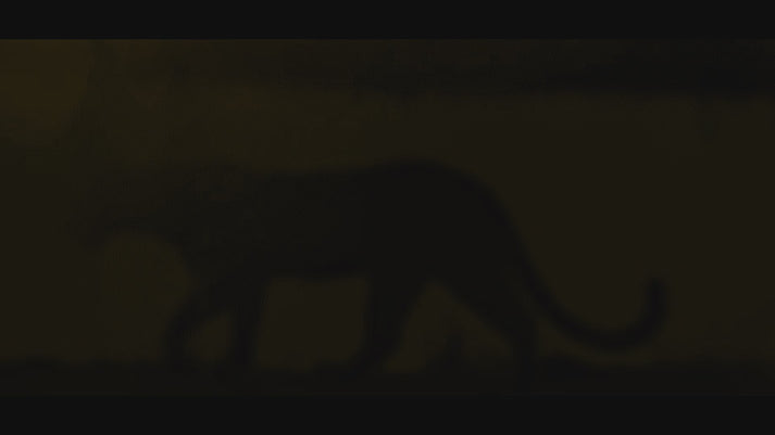 Elevate Your Spirits with 2XL Swagger: Crafted for the Live Fit Life ...