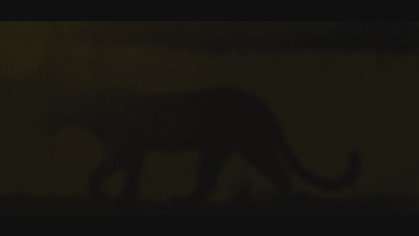 Elevate Your Spirits with 2XL Swagger: Crafted for the Live Fit Life ...